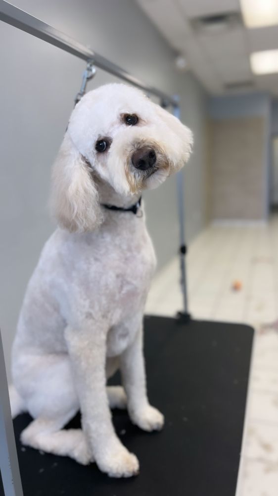 JUST DOGS GROOMING SALON - Updated July 2025 - 12 Photos - 4365 Canal ...