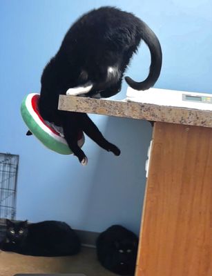 ADVANTAGE VETERINARY CENTER - Updated September 2025 - 17 Photos & 29 ...