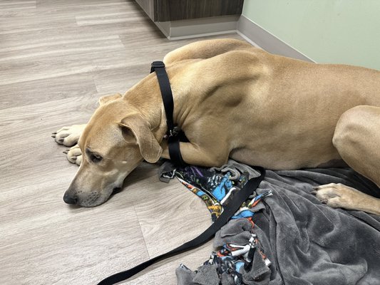 METLIFE PET INSURANCE - 39 Photos & 276 Reviews - Jeffersonville ...