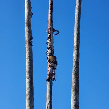 CBC TREE SERVICES INC - Updated November 2024 - 252 Photos & 77 Reviews ...