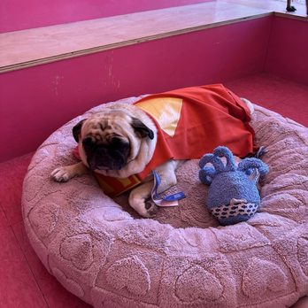 CUPPA PUG - Updated September 2025 - 185 Photos & 74 Reviews - 607 W ...