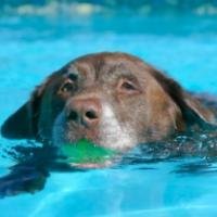 ADRIAN ANIMAL CLINIC - Updated November 2025 - 11 Photos & 13 Reviews ...