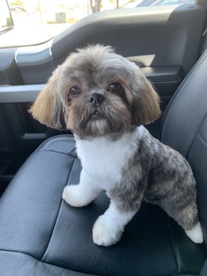 BAY PAWS PET RESORT - Updated September 2025 - 40 Photos & 49 Reviews ...