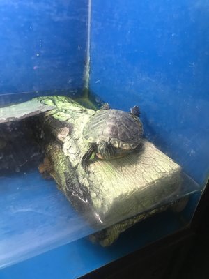 TWIN CITIES REPTILES - 62 Photos & 42 Reviews - 2363 University Ave W ...