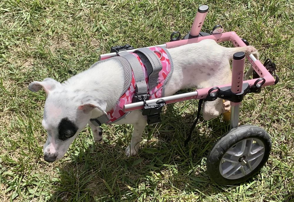 WIENERFEST HOME COUNTY FESTIVAL - Updated December 2025 - 11 Photos ...