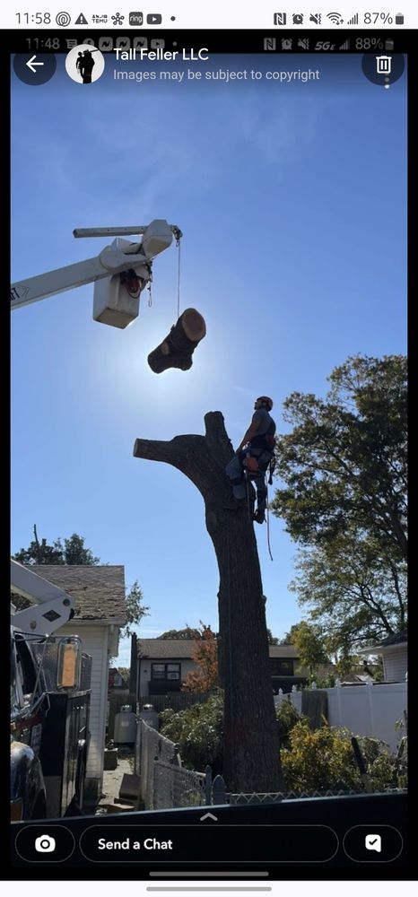 TALL FELLER - Updated August 2025 - 23 Photos - Port Norris, New Jersey ...