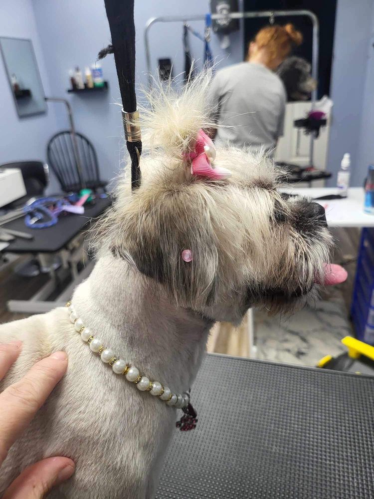 KATIEDIDIT GROOMING - Updated December 2025 - 314 W Belair Ave ...