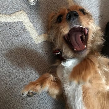 WOOFLE DOG WALKING - Updated January 2026 - 54 Photos & 28 Reviews ...