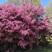 FRAZIER PARK - 81 Photos & 50 Reviews - Dog Parks - 1201 W 4th St Ext ...