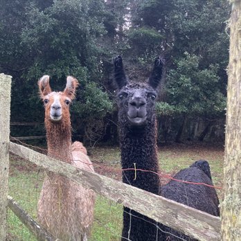 SCP MENDOCINO INN AND FARM - Updated January 2026 - 85 Photos & 33 ...