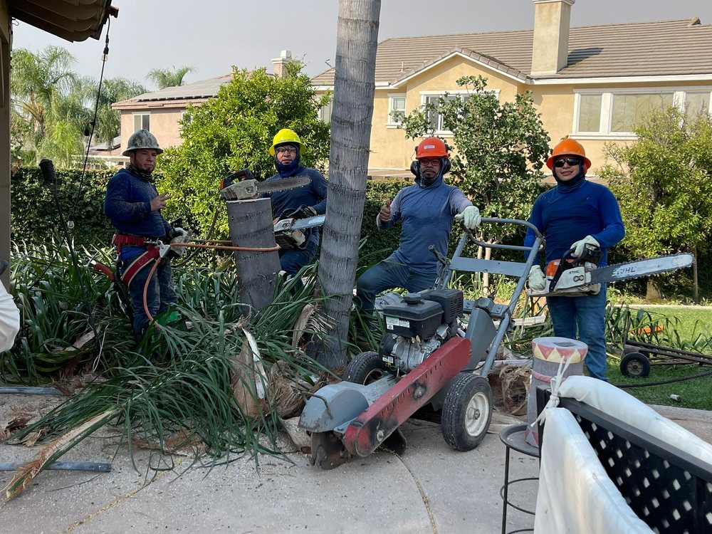 DAMIAN’S TREE SERVICE - Updated January 2026 - 70 Photos & 14 Reviews ...