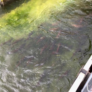 CHEHALIS RIVER SALMON AND TROUT ENHANCEMENT FACILITY - Updated December ...