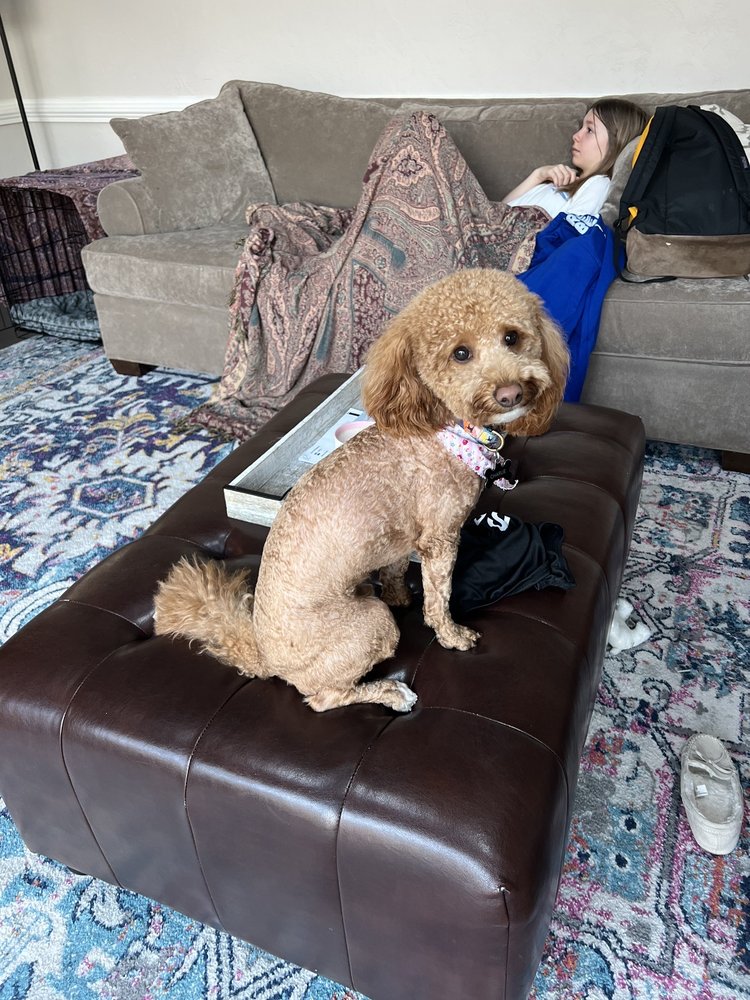 FURST LOVE PET SPA - Updated September 2025 - 39 Photos & 47 Reviews ...