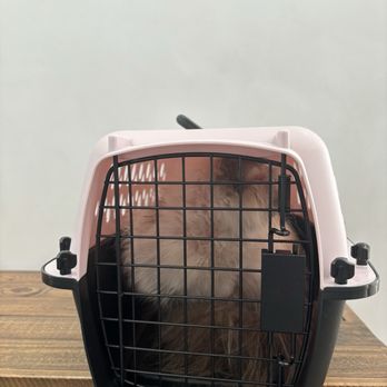 VIP ANIMAL HOSPITAL - Updated September 2024 - 76 Photos & 221 Reviews ...