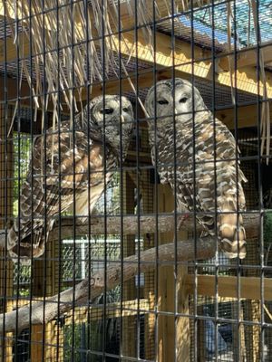 PEACE RIVER WILDLIFE CENTER - Updated December 2025 - 85 Photos & 41 ...