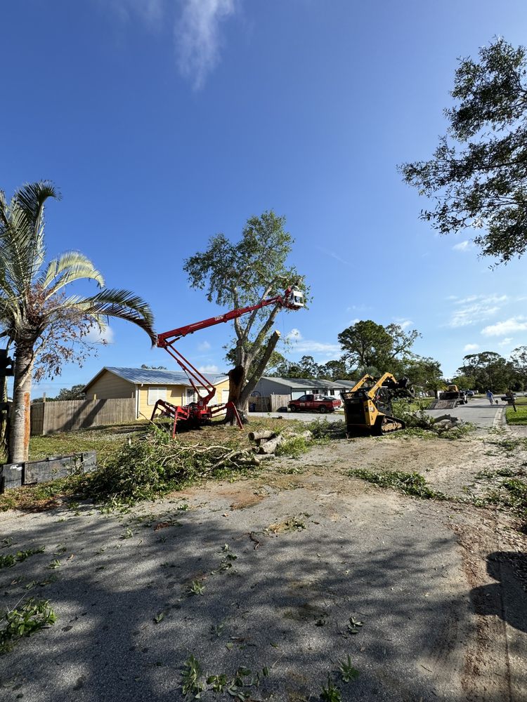 ASAP TREE SERVICES - Updated July 2025 - Sarasota, Florida - Tree ...