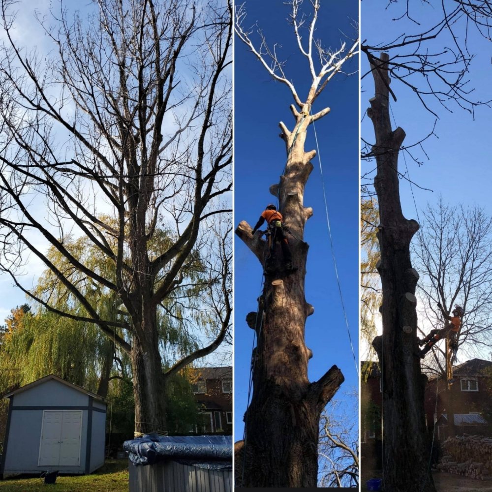 TORONTO TREE GUYS - Updated March 2025 - 38 Photos - 3190 Kingston Road ...