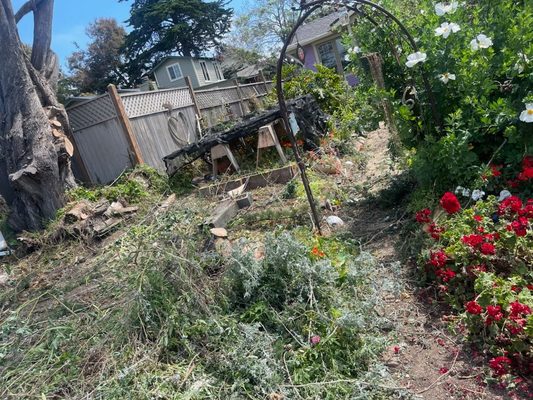 BLUE DIAMOND TREE AND LANDSCAPE - Updated October 2025 - 18 Photos ...