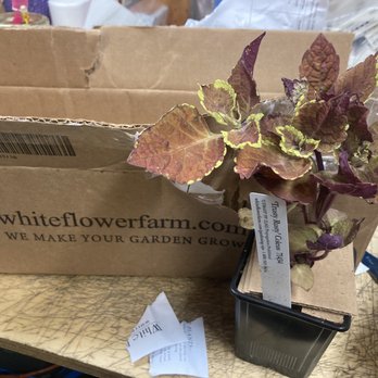 WHITE FLOWER FARM - Updated December 2025 - 96 Photos & 135 Reviews ...