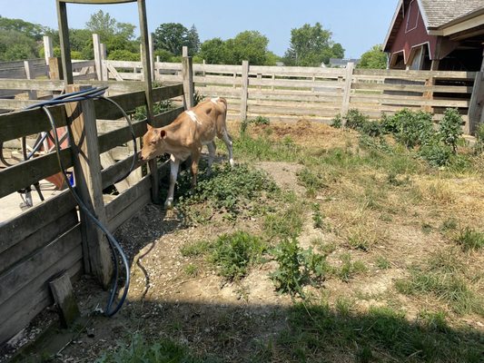 HISTORIC WAGNER FARM - Updated October 2025 - 155 Photos & 68 Reviews ...