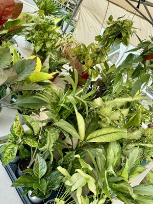 THE PLANT FREAK NURSERY - Updated March 2026 - 64 Photos - 2763 W ...