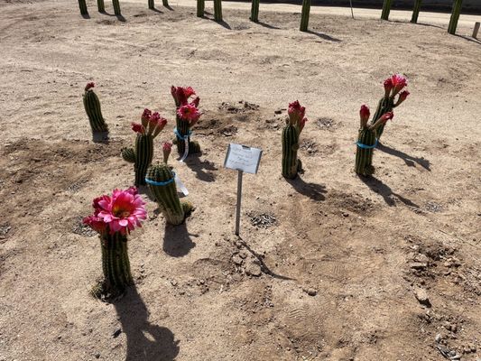 ARIZONA CACTUS SALES - Updated June 2024 - 89 Photos & 54 Reviews ...