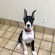 LOMA LINDA ANIMAL HOSPITAL - 168 Photos & 536 Reviews - Veterinarians ...
