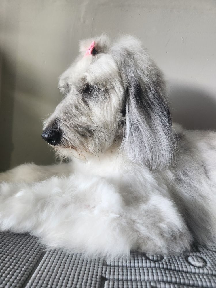 JOYFULLY CLEAN CRITTERS DOG GROOMING - Updated October 2025 - Request ...