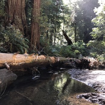 BUTANO STATE PARK - Updated August 2024 - 289 Photos & 117 Reviews ...