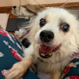 GROESBECK ANIMAL HOSPITAL - Updated November 2025 - 26 Photos & 30 ...