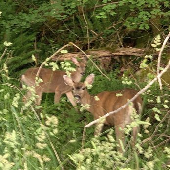 LAKE YOUNGS TRAIL - Updated April 2025 - 16145 SE Old Petrovitsky Rd ...