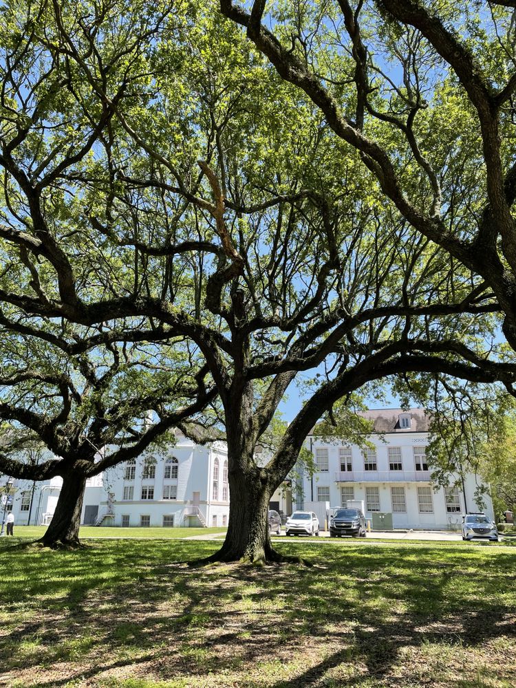 NOLA TREES - Updated October 2025 - 59 Photos - New Orleans, Louisiana ...