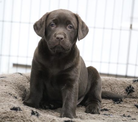 SIMPSON’S LABRADOR RETRIEVERS - Updated December 2025 - 38 Photos - Red ...