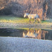 COON BLUFF - 28 Photos - Campgrounds - Coon Bluff Rd, Mesa, AZ - Phone ...