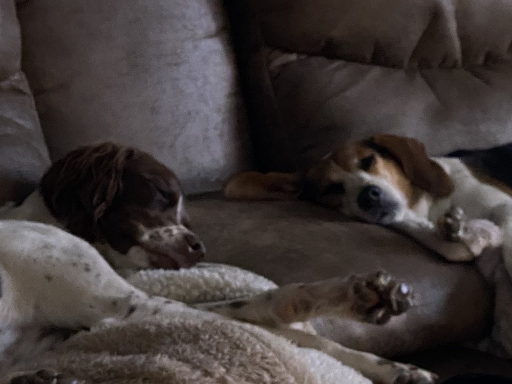 PAMPERED PET CENTER - Updated August 2025 - 17 Reviews - 3401 Gateway ...