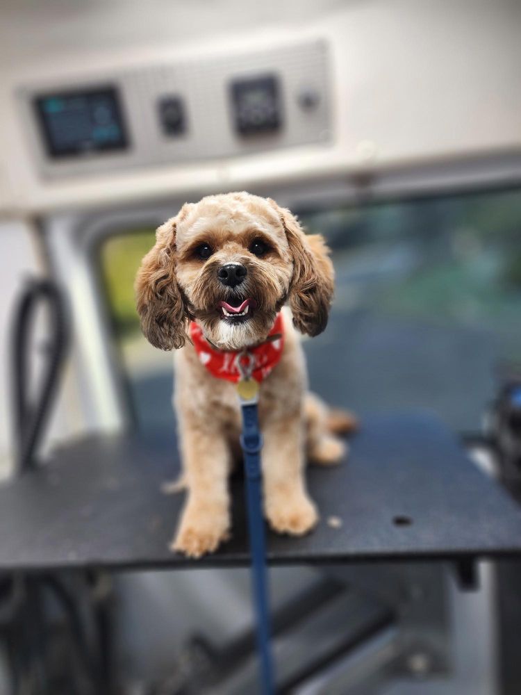 AUSSIE PET MOBILE OF PUGET SOUND - Updated May 2026 - 111 Photos & 156 ...