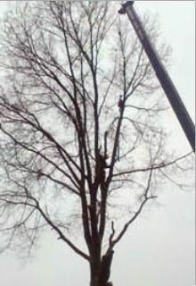 BJ TREE SERVICE - Updated May 2026 - 33 Photos - 1300 Hulton Rd, Verona ...