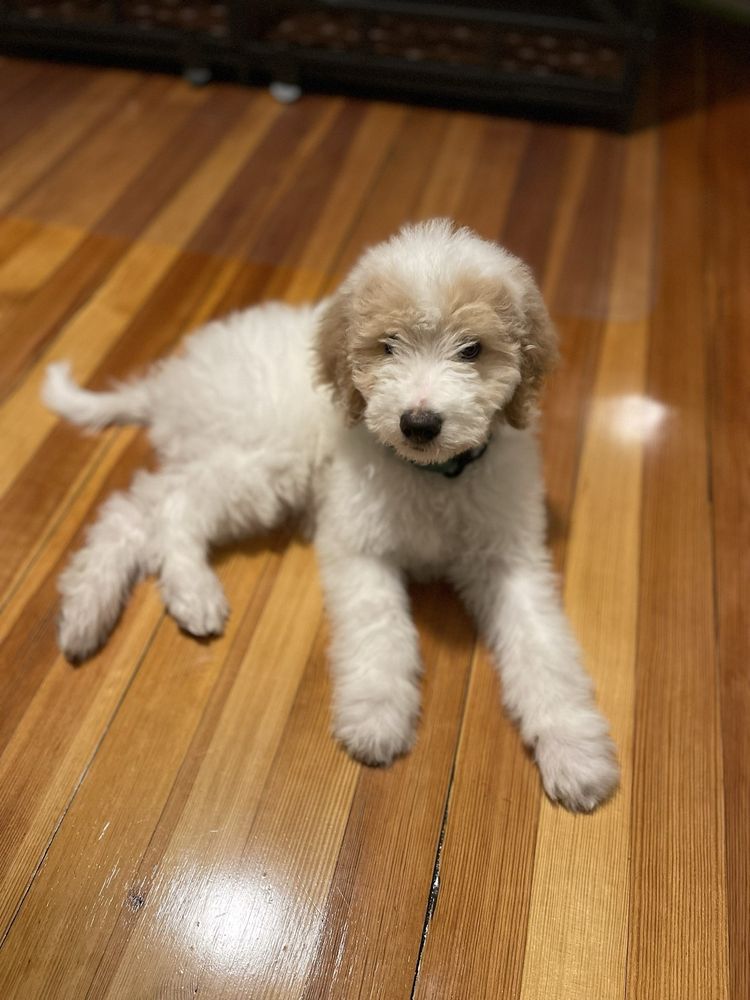 MSPCA ANGELL - Updated December 2025 - 95 Photos & 866 Reviews - 350 S ...