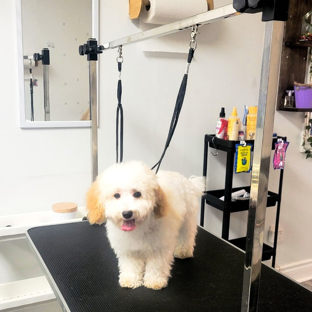 NBPETS GROOMING - Updated December 2025 - Request an Appointment - 60 ...