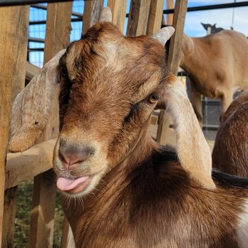 MOAPA VALLEY CORNMAZE - Updated September 2025 - 259 Photos & 89 ...