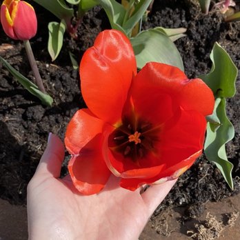 JP NIAGARA TULIP EXPERIENCE - Updated December 2025 - 34 Photos - 1934 ...