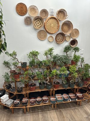 BONSAI BAI ME - Updated December 2025 - 28 Photos & 14 Reviews - 43 S ...