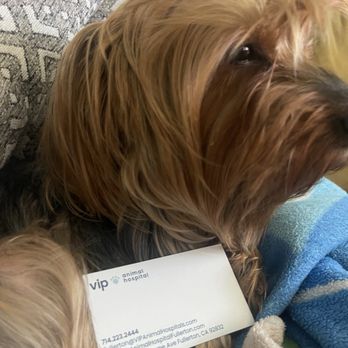 VIP ANIMAL HOSPITAL - Updated October 2024 - 149 Photos & 224 Reviews ...