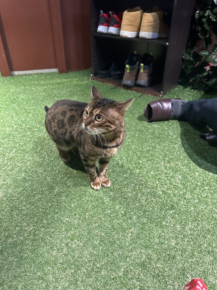 KYOTO BENGAL CAT FOREST - Updated January 2026 - 34 Photos - 大将軍東鷹司町235 ...