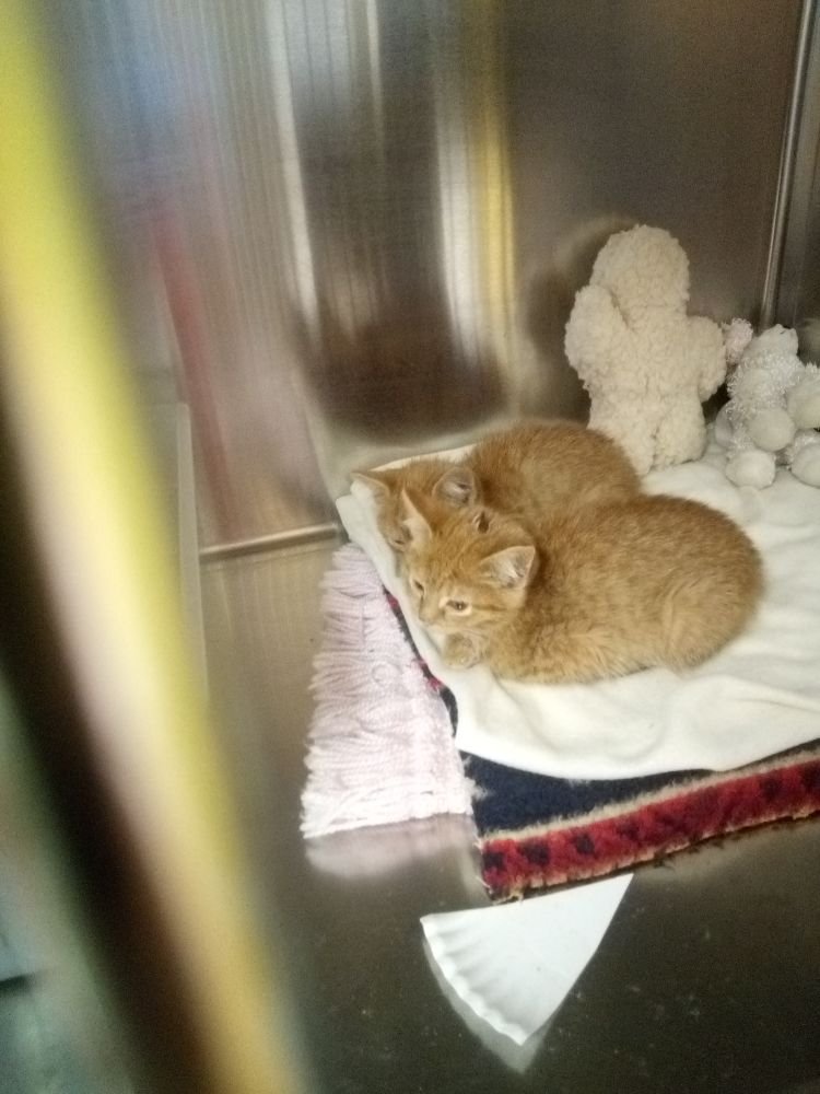 ALGER COUNTY ANIMAL SHELTER - Updated April 2025 - 510 E Munising Ave ...