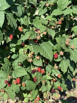 BIRINGER FARM - Updated July 2024 - 85 Photos & 37 Reviews - 21412 59th ...