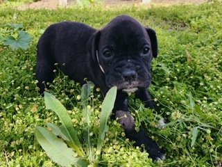 ALLY’S BOXER PUPS - Updated June 2024 - 19 Photos - Lake View Terrace ...