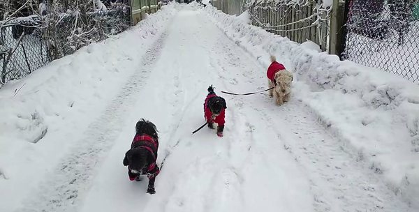 THE DOG MINDER - Updated January 2025 - Ottawa, Ontario - Dog Walkers ...