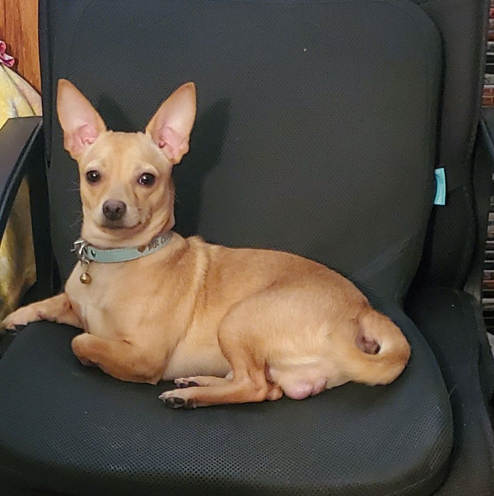 CLOCKTOWER ANIMAL HOSPITAL - Updated May 2024 - 43 Photos & 203 Reviews ...