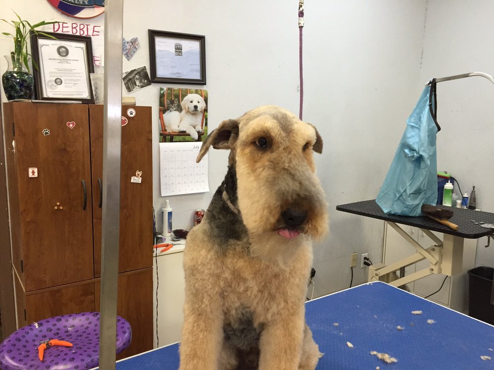 DEBBIE TERNAN’S DOG AND CAT GROOMING - Updated May 2025 - 11 Photos ...
